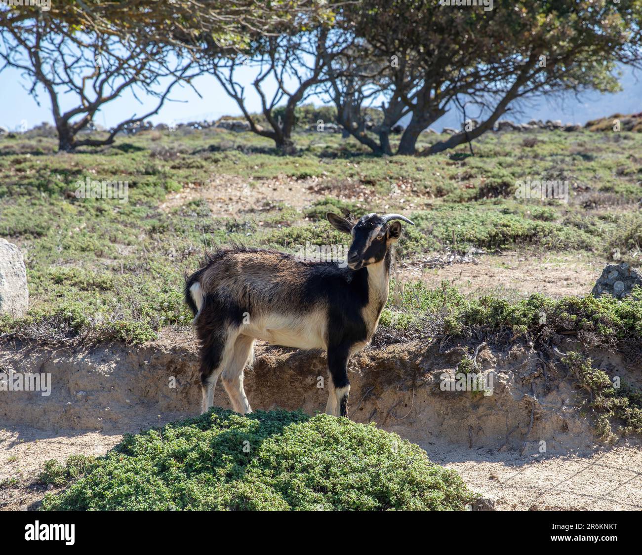 Goat black and white looks at camera and enjoys the summer sunny day at ...