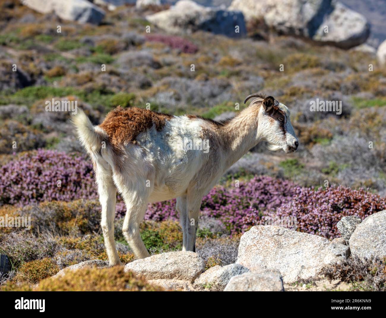 Volax village tinos island cyclades hi-res stock photography and images ...