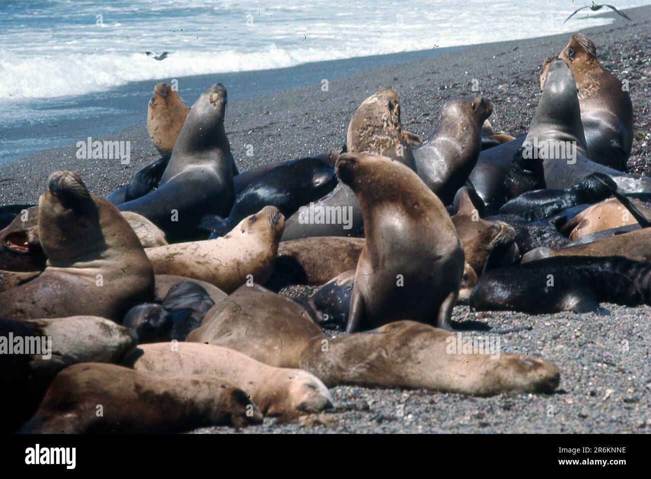 Lobos marinos argentina hi-res stock photography and images - Alamy