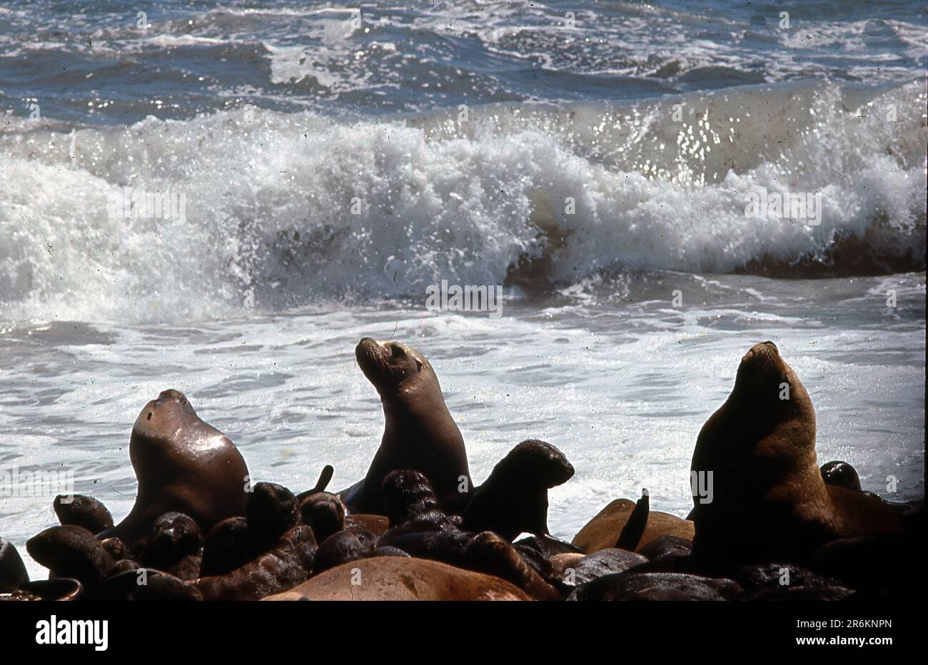 Sea wolves, lobos marinos, Punta Norte, Chubut province, Argentina ...