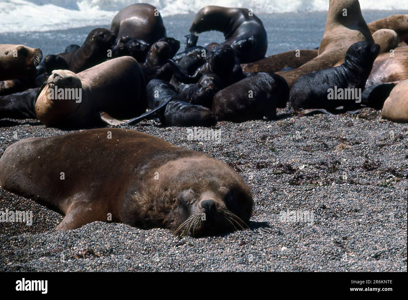 Sea wolves, lobos marinos, Punta Norte, Chubut province, Argentina ...