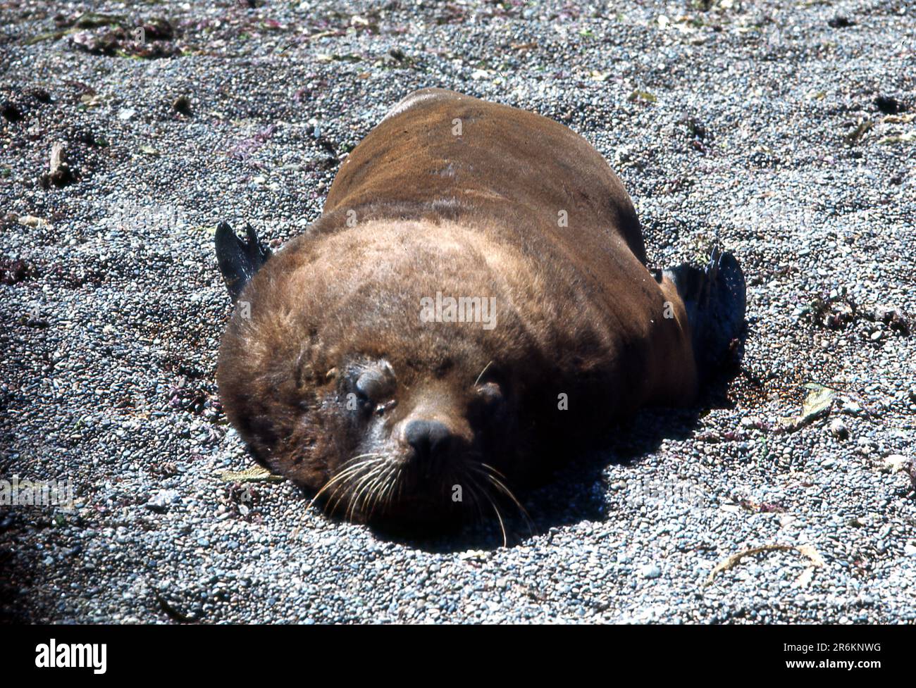 Sea wolves, lobos marinos, Punta Norte, Chubut province, Argentina ...