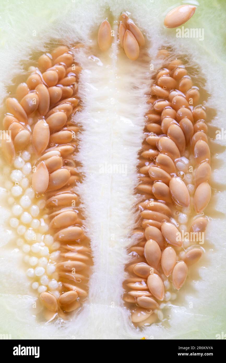 Close-up melon seeds texture. Pulp of melon fruit Stock Photo - Alamy
