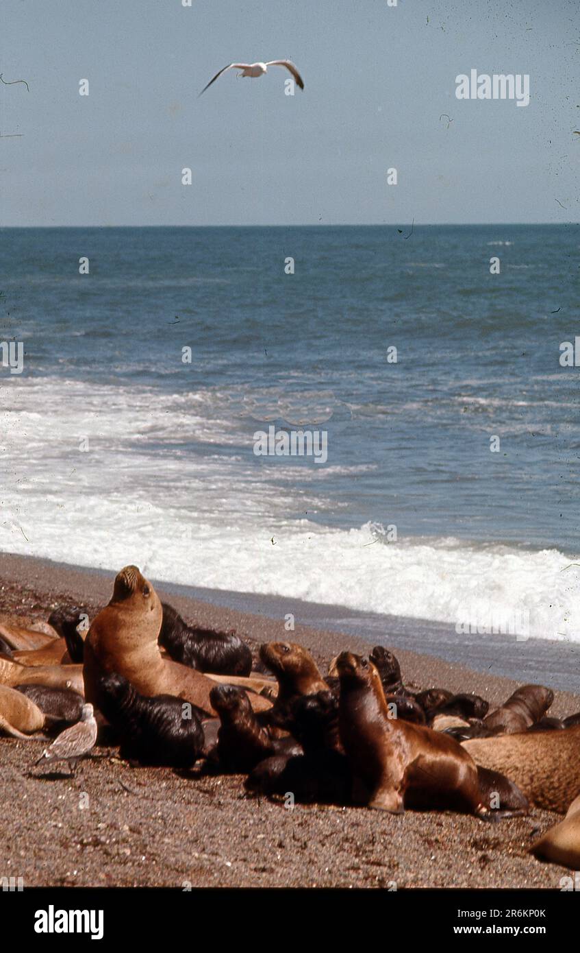 Sea wolves, lobos marinos, Punta Norte, Chubut province, Argentina ...