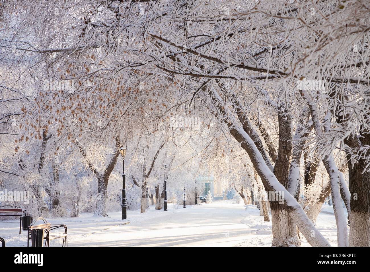 Frost tree branches, rime ice snow forest, fog, sun rays, lanterns ...