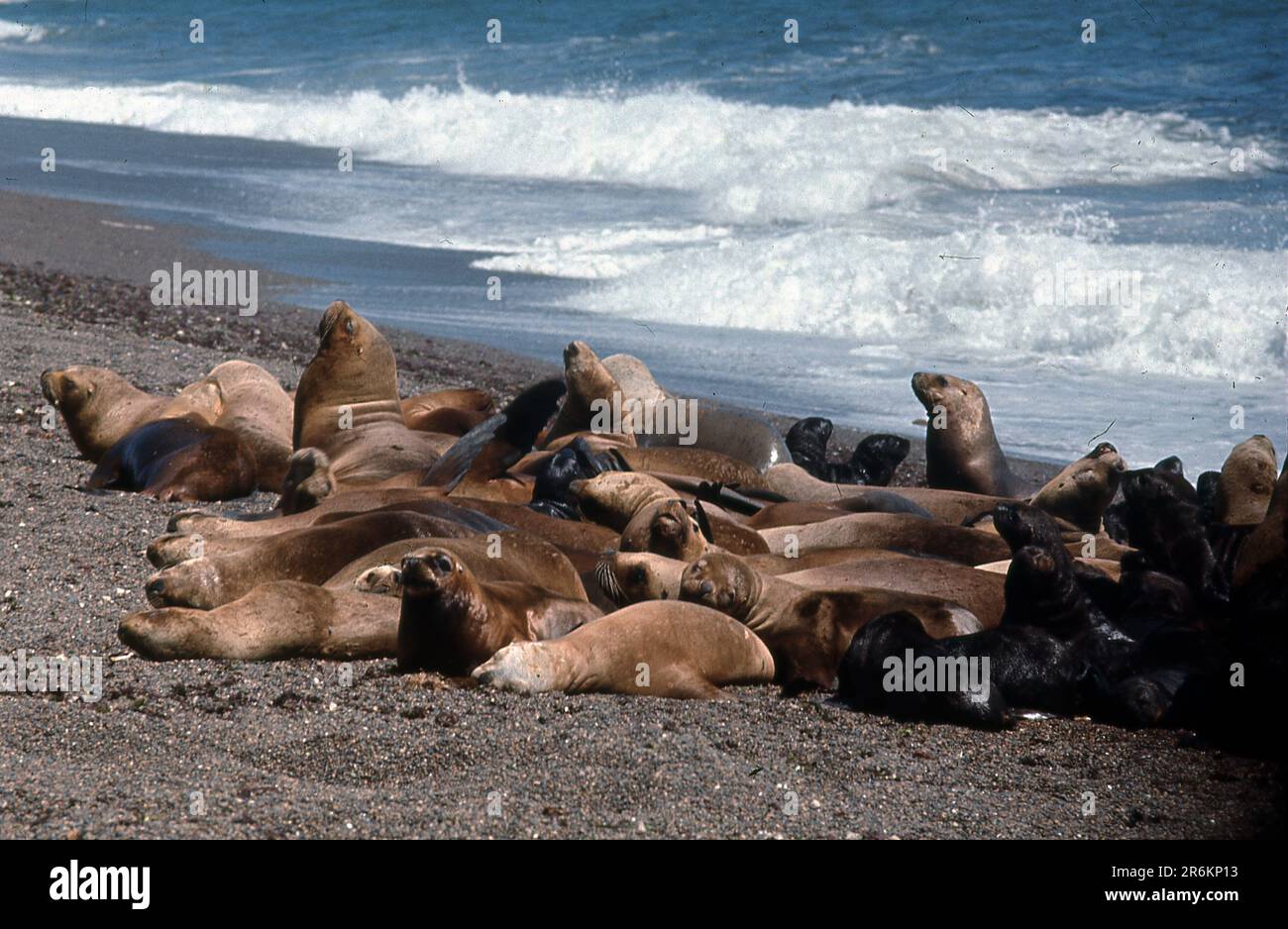 Sea wolves, lobos marinos, Punta Norte, Chubut province, Argentina ...