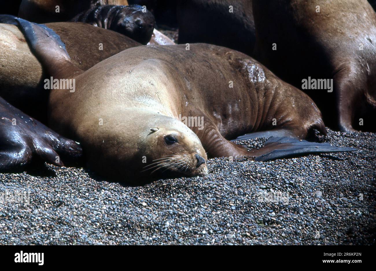 Sea wolves, lobos marinos, Punta Norte, Chubut province, Argentina ...
