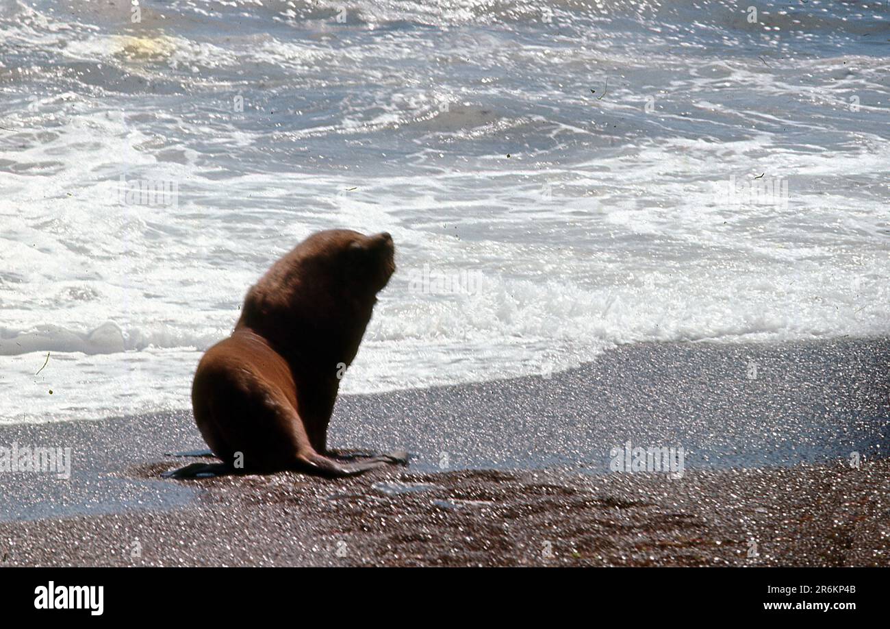 Sea wolves, lobos marinos, Punta Norte, Chubut province, Argentina ...