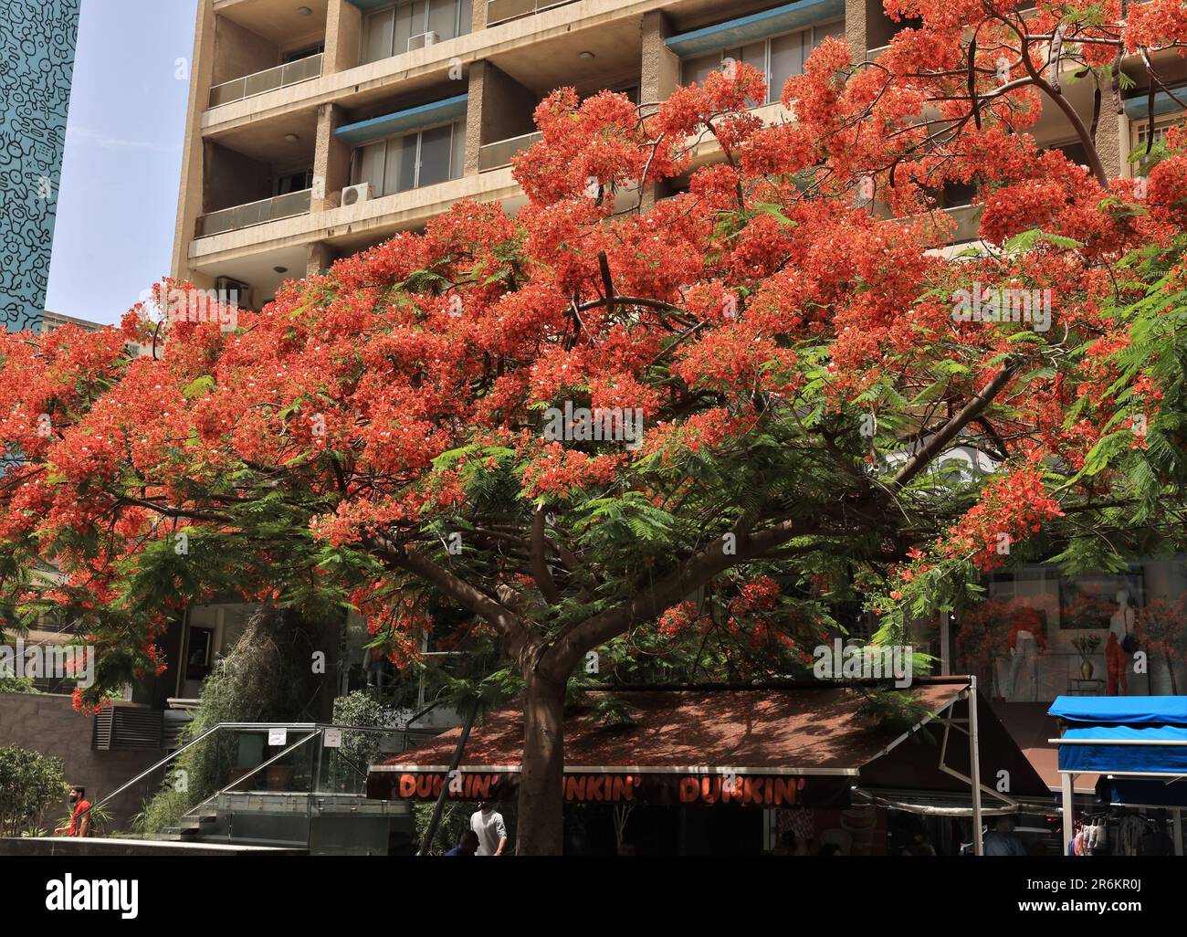 Beirut. 9th June, 2023. This photo taken on June 9, 2023 shows flowering royal poinciana trees ...