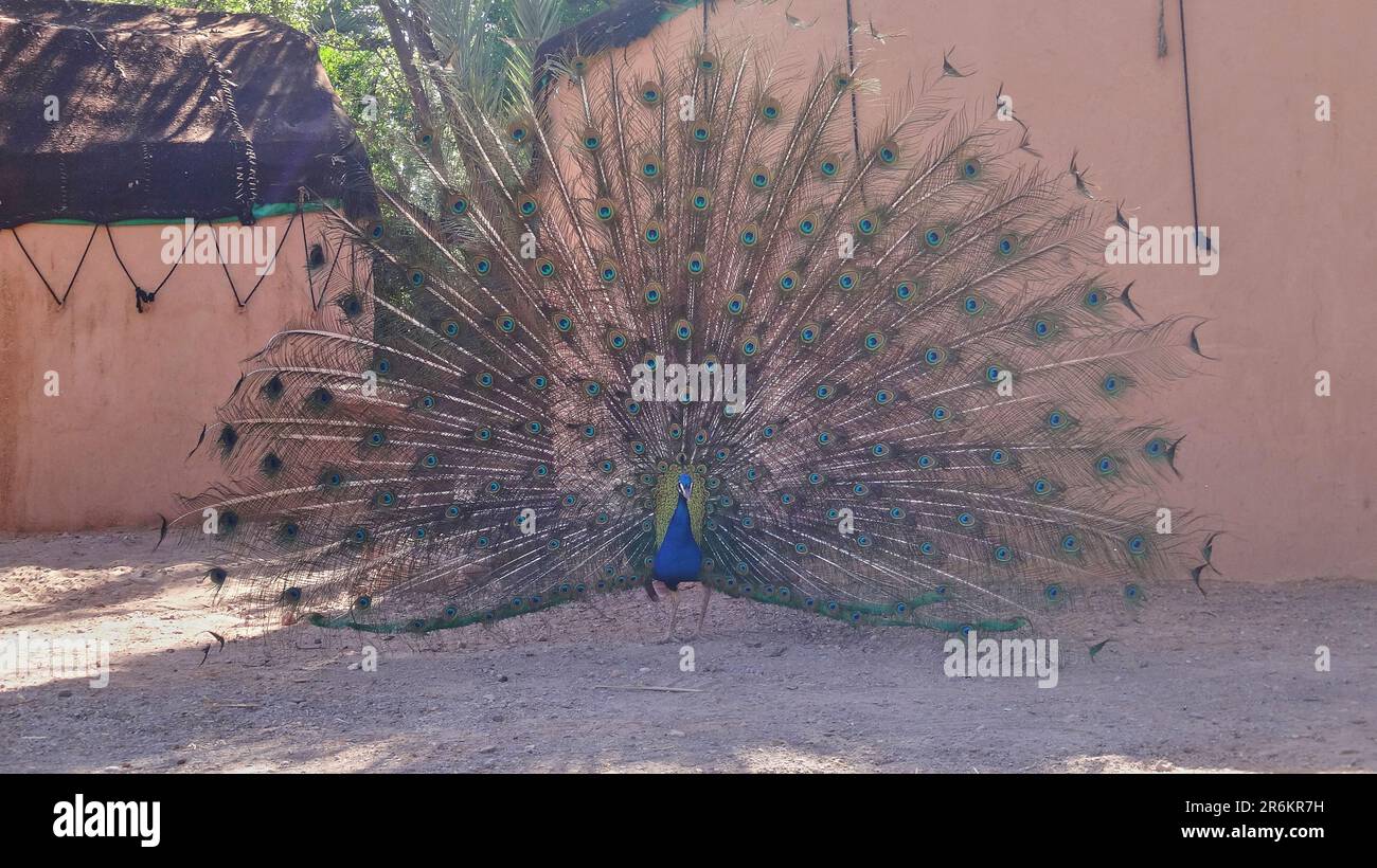 Tail in plume hi-res stock photography and images - Alamy
