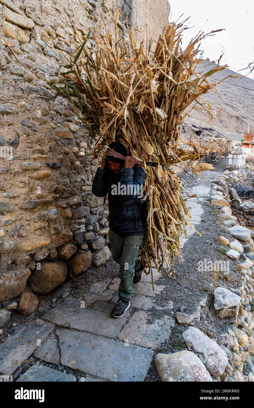 Man carrying huge load on his back, remote Tetang village, Kingdom of ...