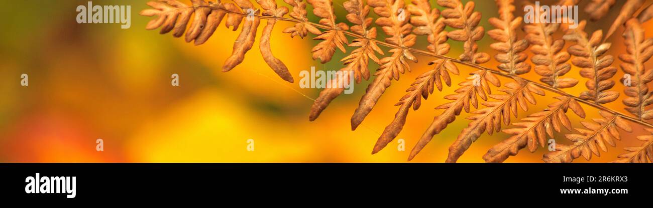 Universal Linkedin banner with the image of the autumn branch of a fern ...