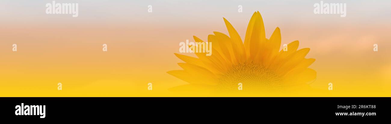 Universal Linkedin banner for different professions with sunflower ...