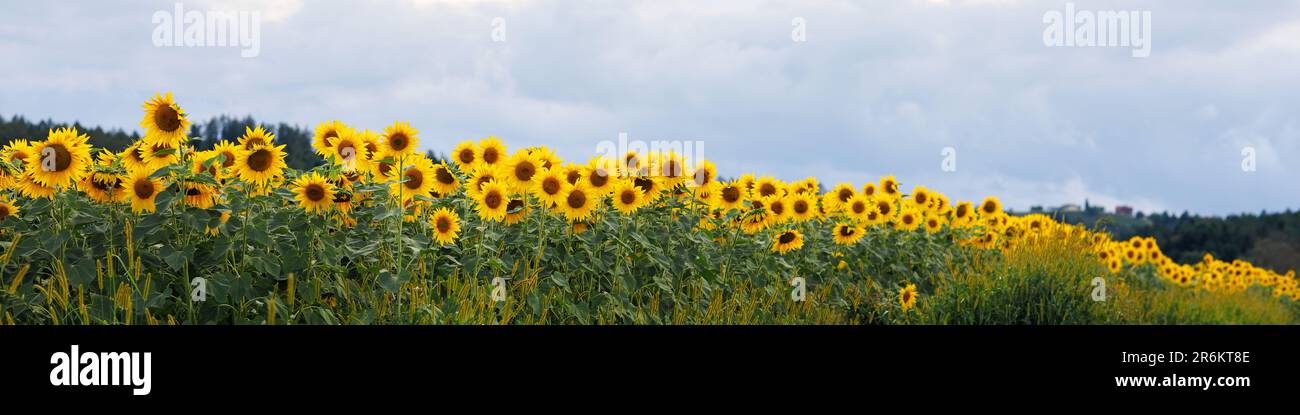 Universal Linkedin banner for different professions with sunflower ...