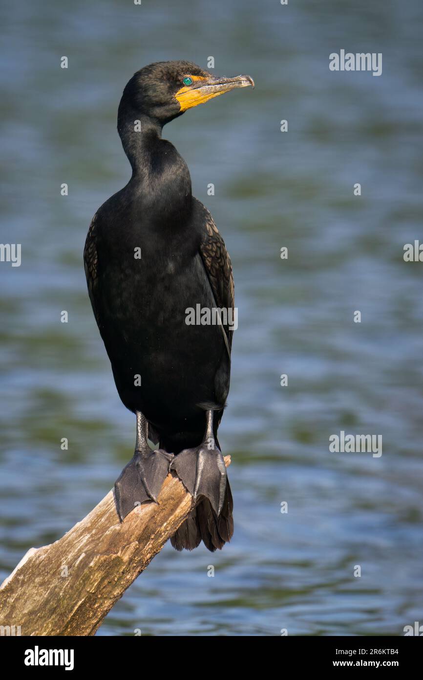 A double-crested cormormant peched on a stump Stock Photo - Alamy