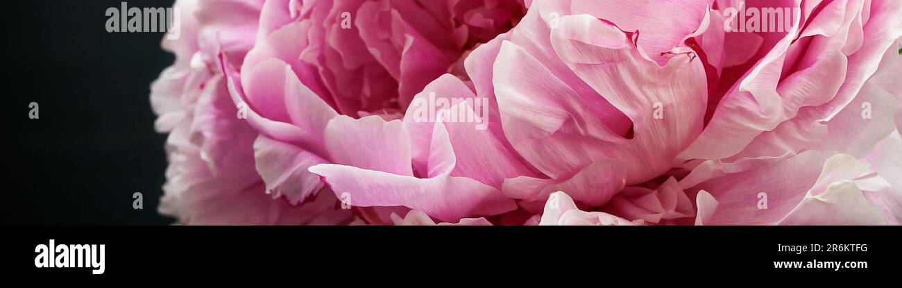 Linkedin banner with macro photo of pink peony flower petals Stock ...