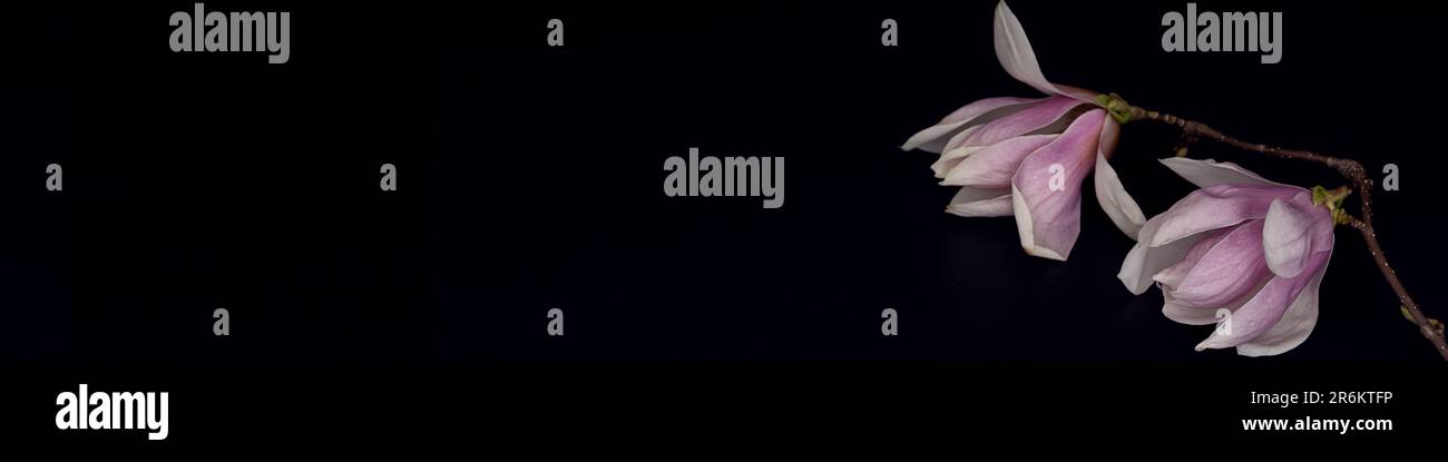 Linkedin banner with a macro photo of delicate petals of a magnolia ...