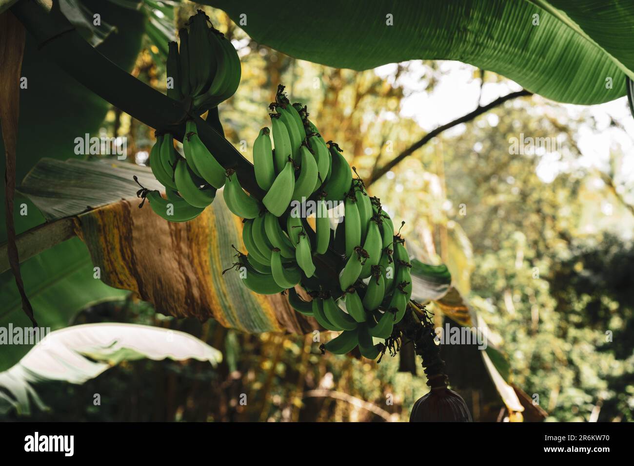 Hawaii tropical bioreserve hi-res stock photography and images - Alamy