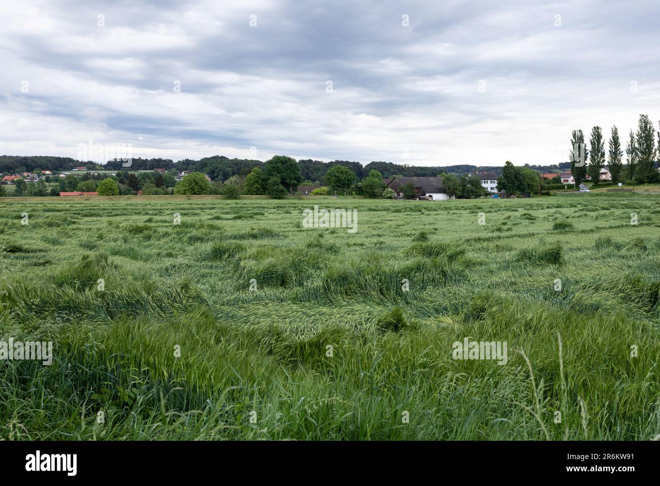 Windswept rye on a green field. In the future, rural houses. Gloomy ...