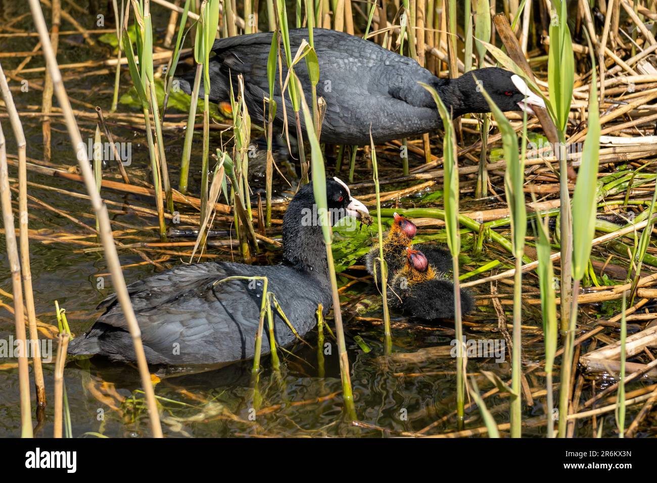 Eurasian coot (Fulica atra) with chicks on water Stock Photo - Alamy