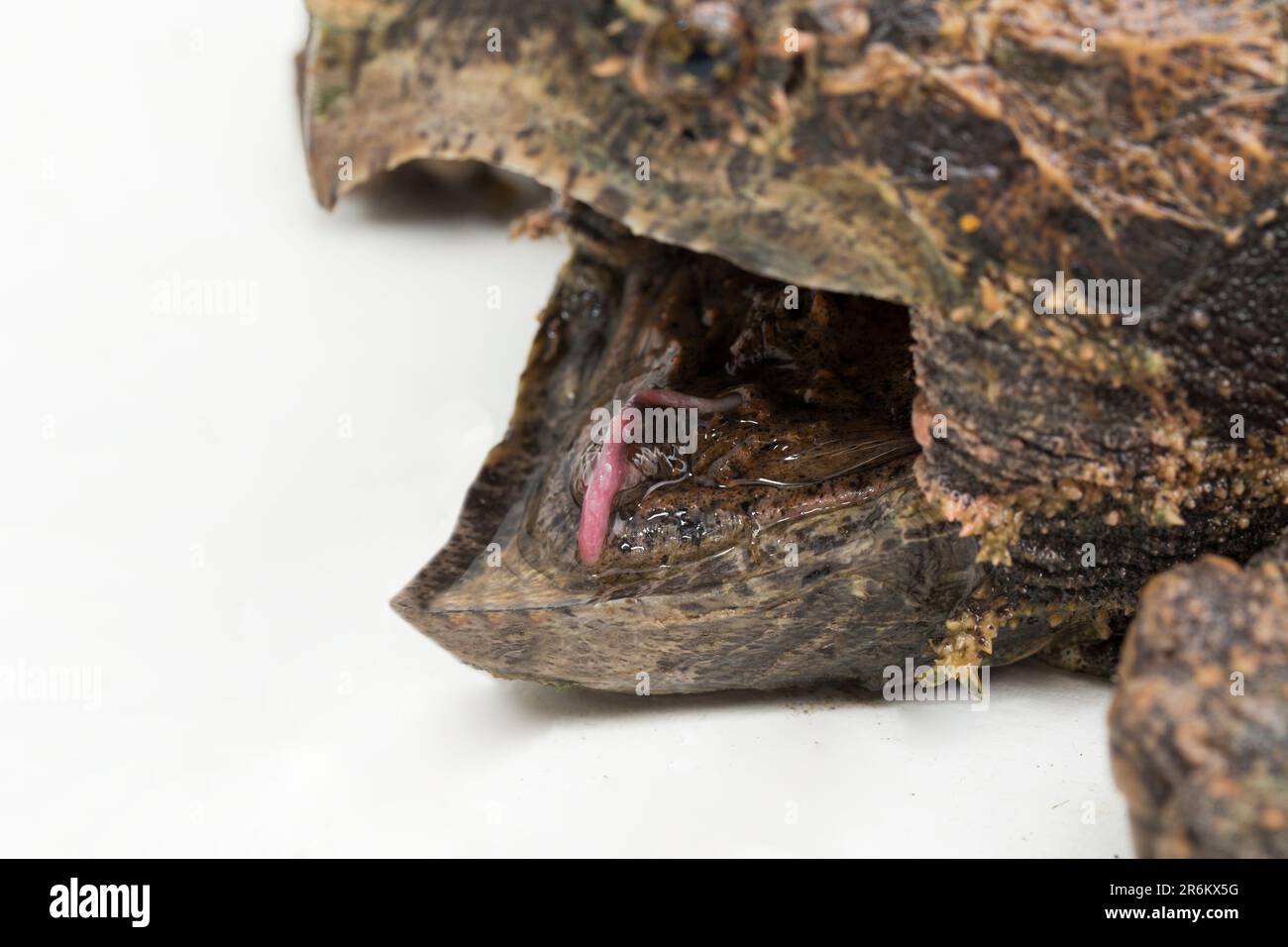 The alligator snapping turtle (Macrochelys temminckii) isolated on ...