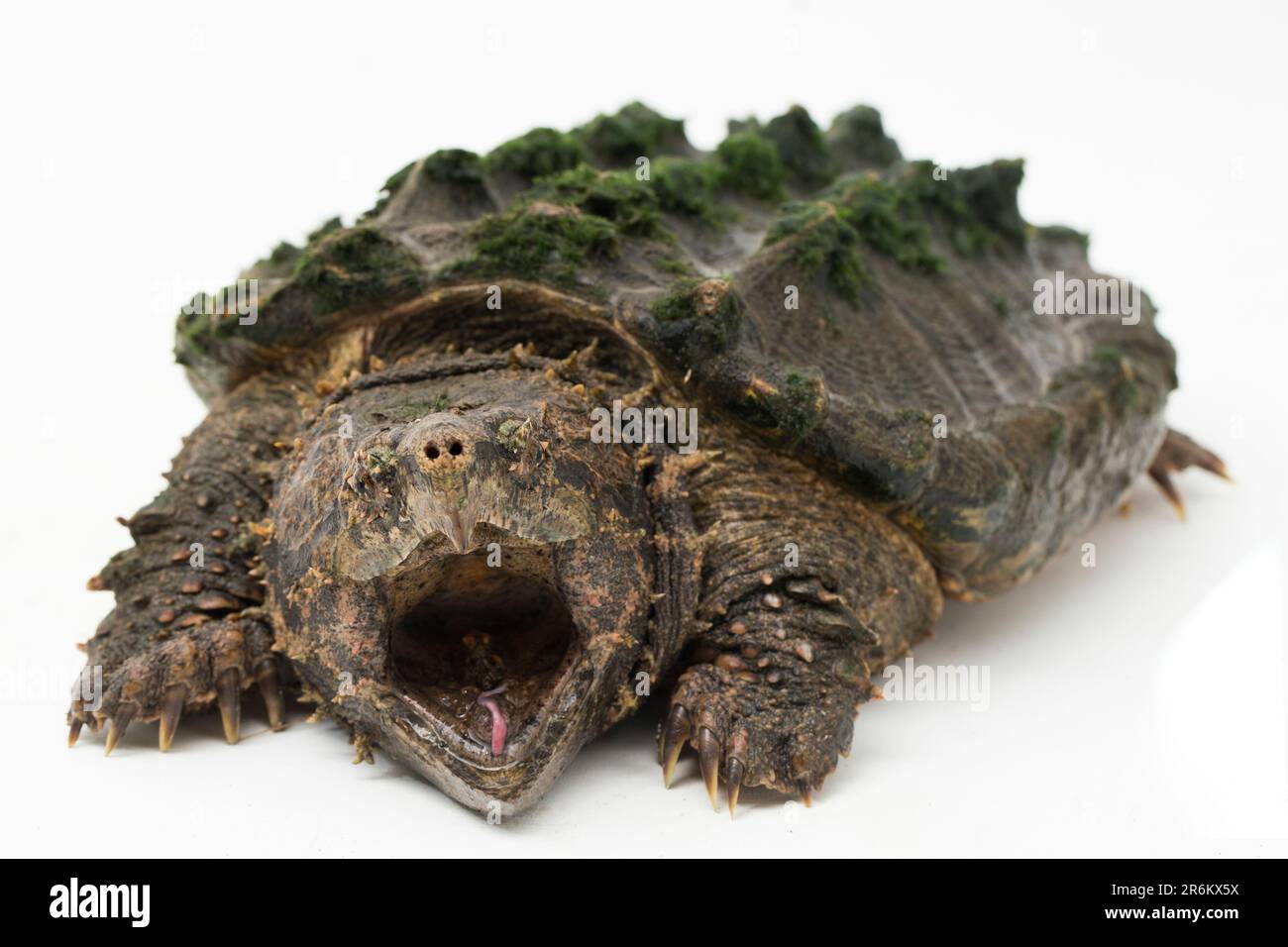 The alligator snapping turtle (Macrochelys temminckii) isolated on ...