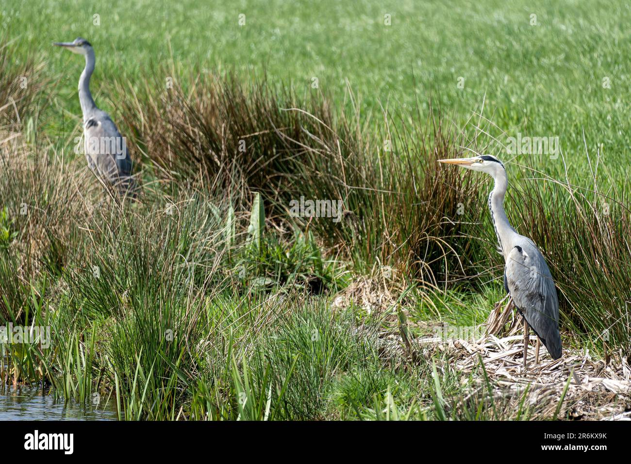 Polder ornithology hi-res stock photography and images - Alamy