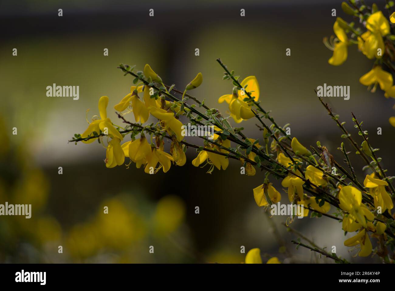 some examples of vibrant spring time flowers Stock Photo - Alamy