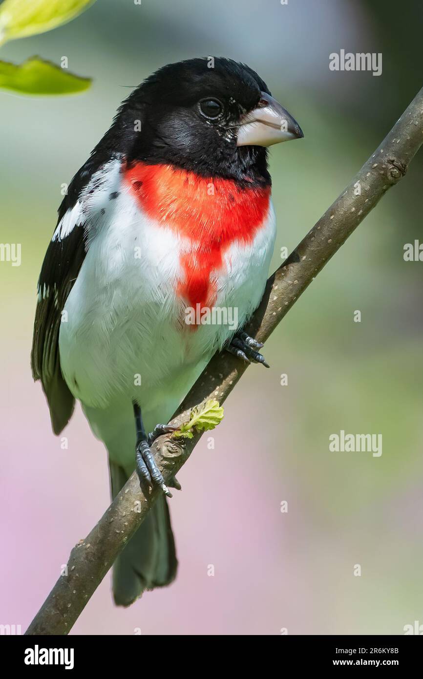 Rose breasted grosbeak rose breasted hi-res stock photography and ...