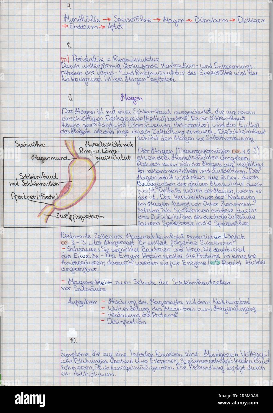 School student's notes on biology in a school notebook about the ...