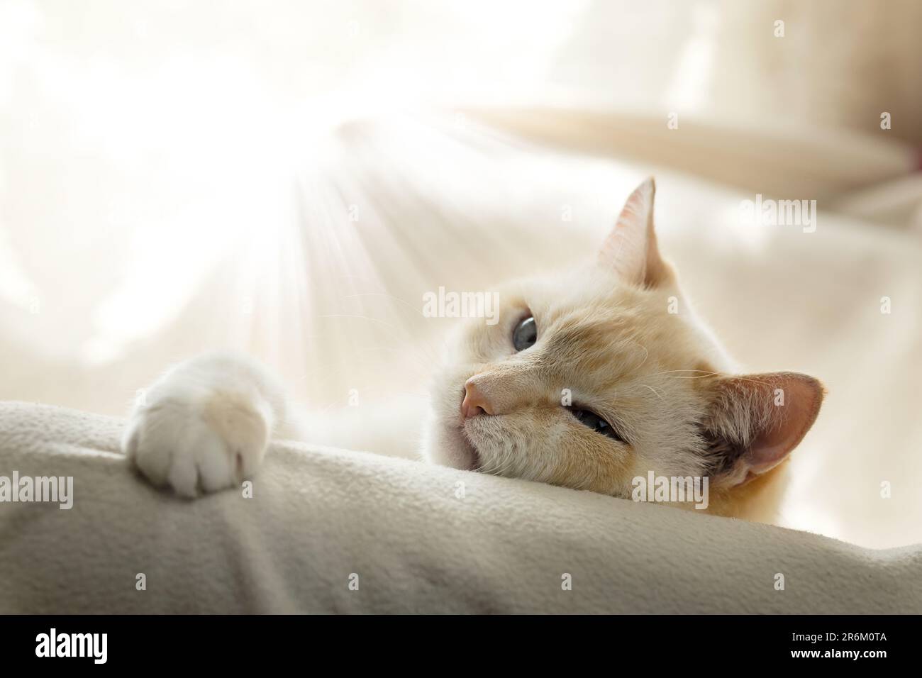 White fat beautiful lazy cunning cat basking in a chair with a white ...