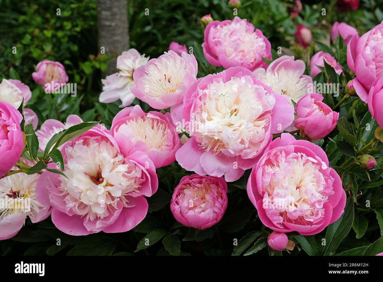 Paeonia lactiflora bowl beauty peonies hi-res stock photography and ...