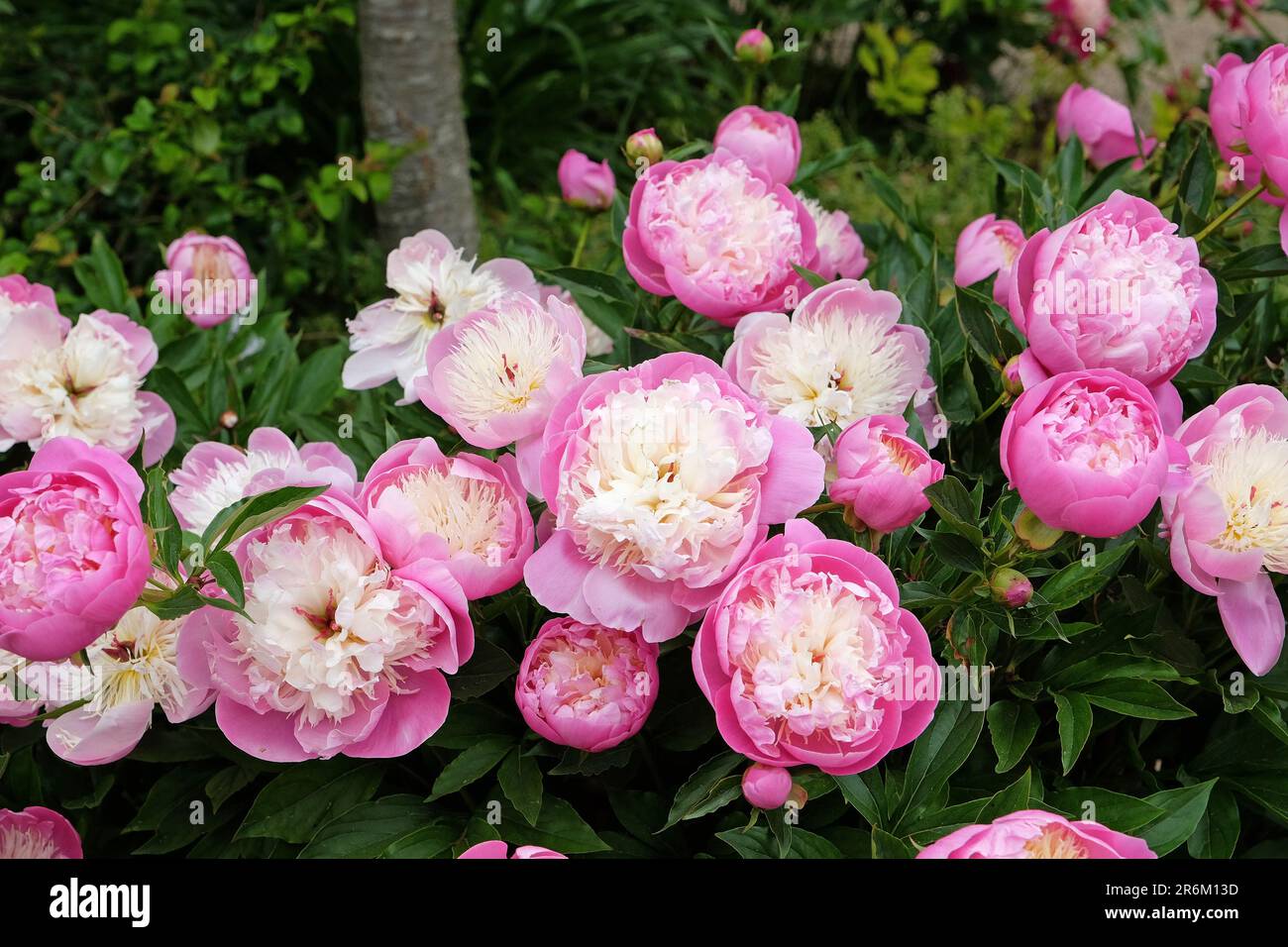 Paeonia lactiflora bowl beauty peonies hi-res stock photography and ...
