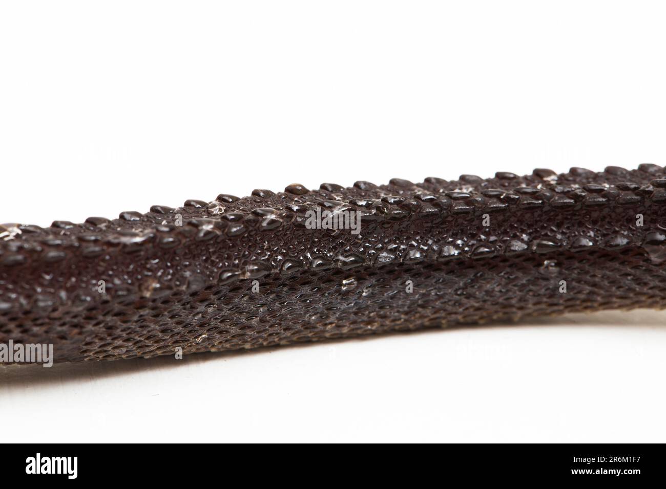 The dragon snake, Javan tubercle snake, Javan mudsnake, or rough-backed ...