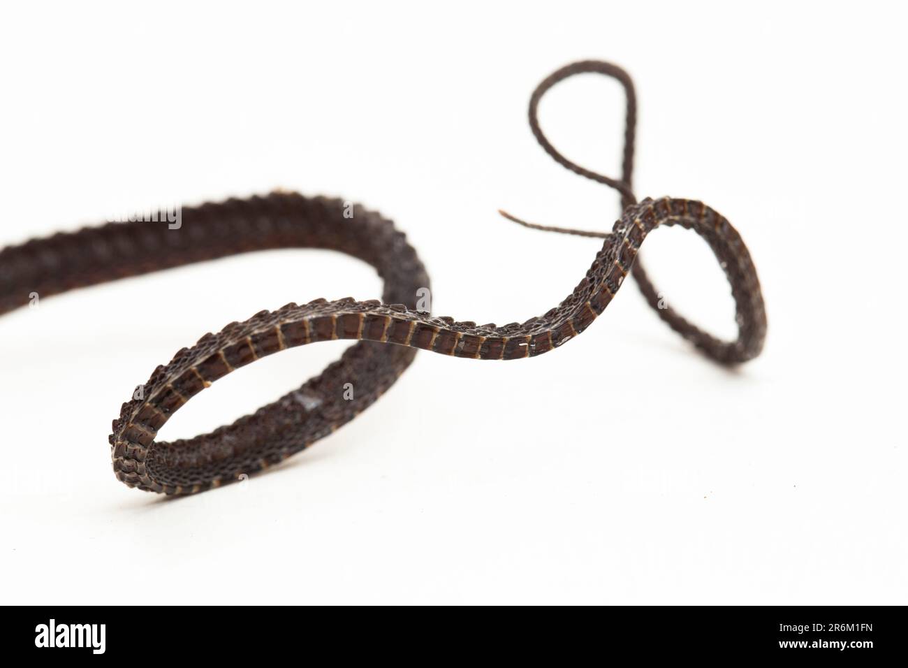 The dragon snake, Javan tubercle snake, Javan mudsnake, or rough-backed ...