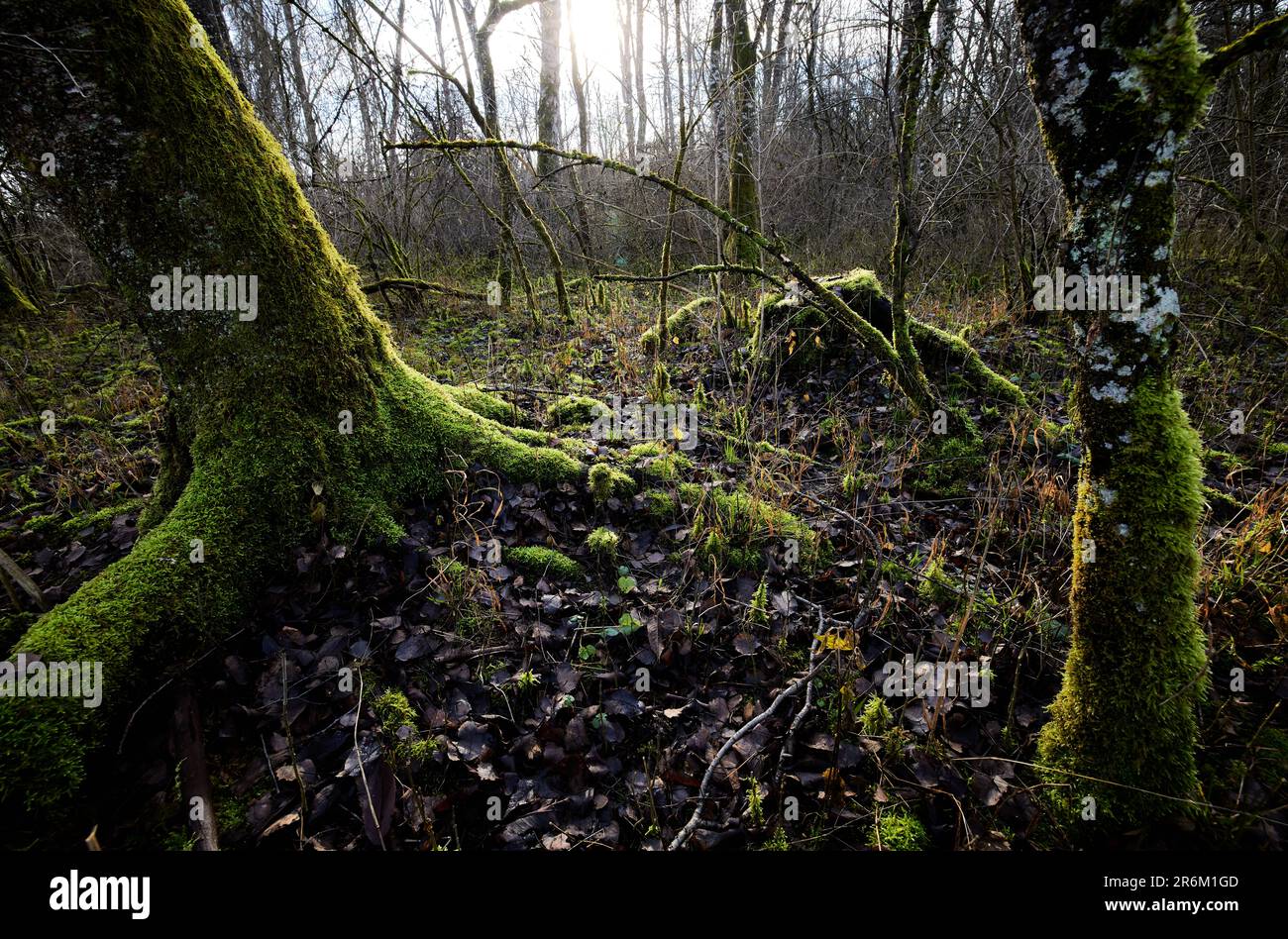 A tall evergreen tree standing in a lush forest landscape, covered in ...