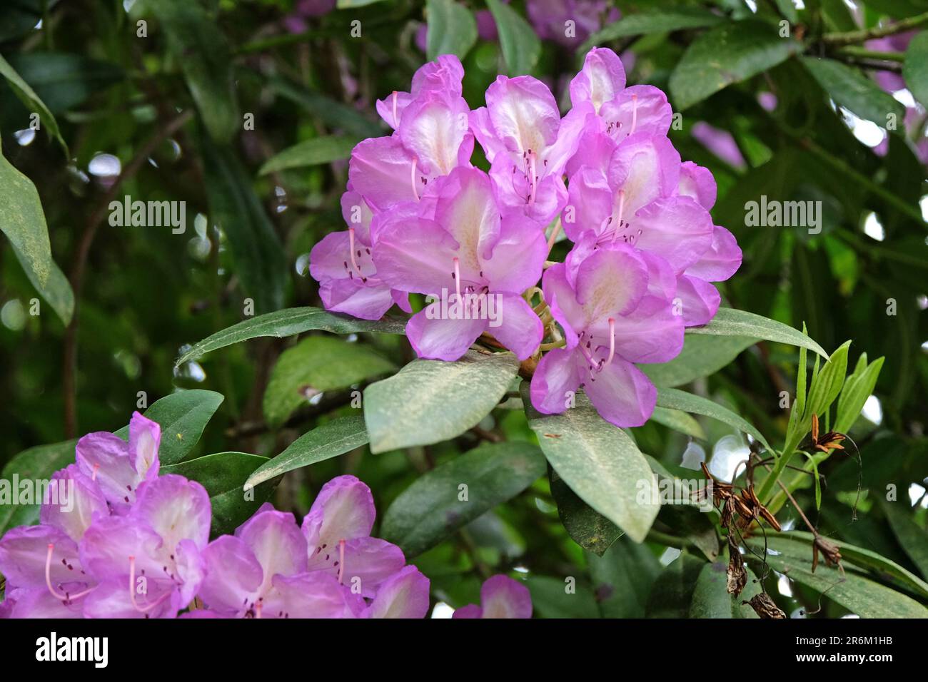 Pontic rhododendron hi-res stock photography and images - Alamy