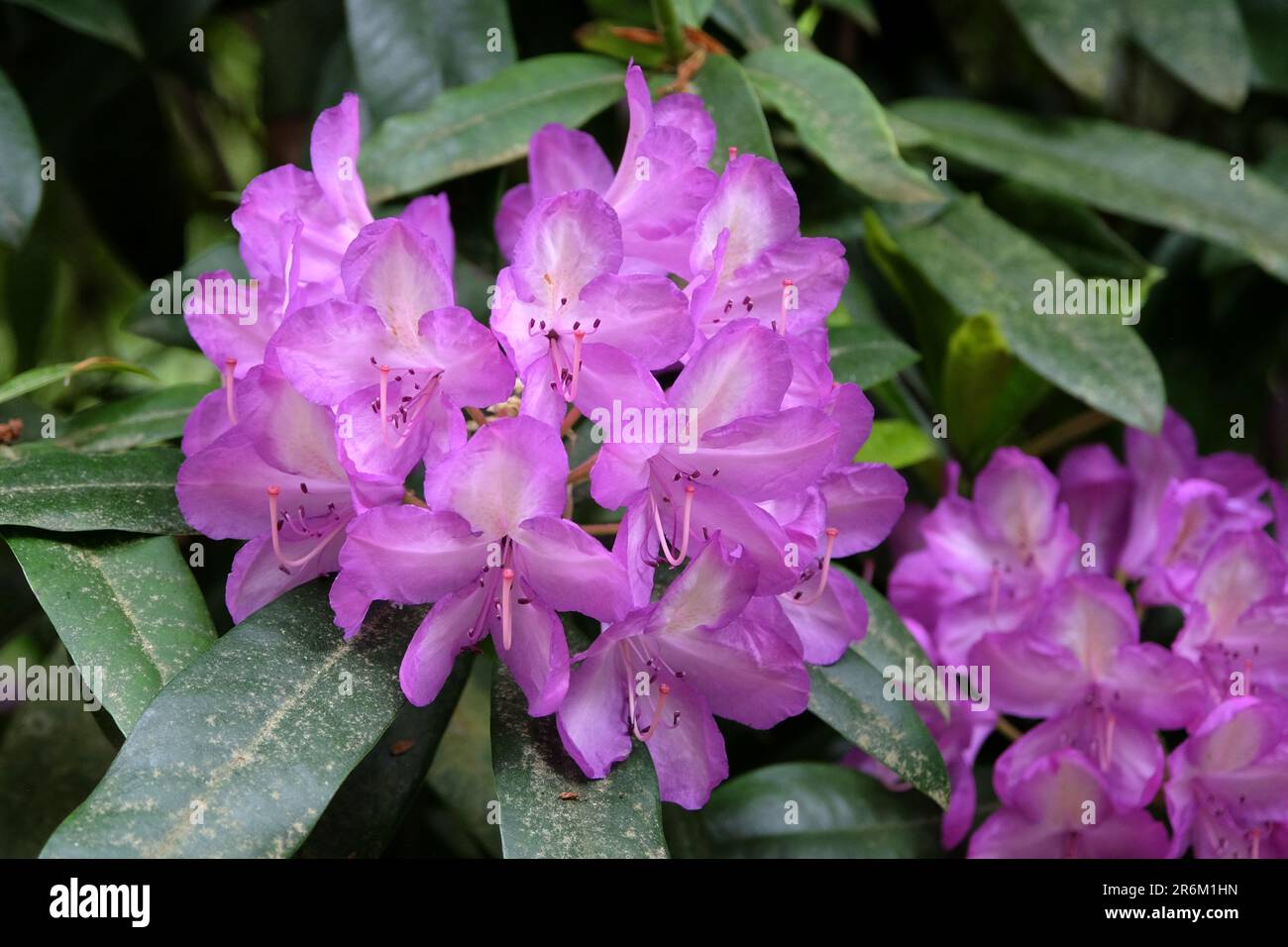 Pontic rhododendron hi-res stock photography and images - Alamy