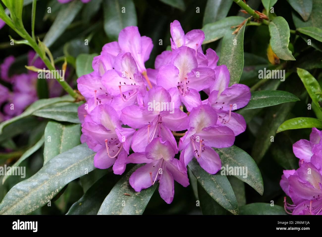 Pontic rhododendron hi-res stock photography and images - Alamy