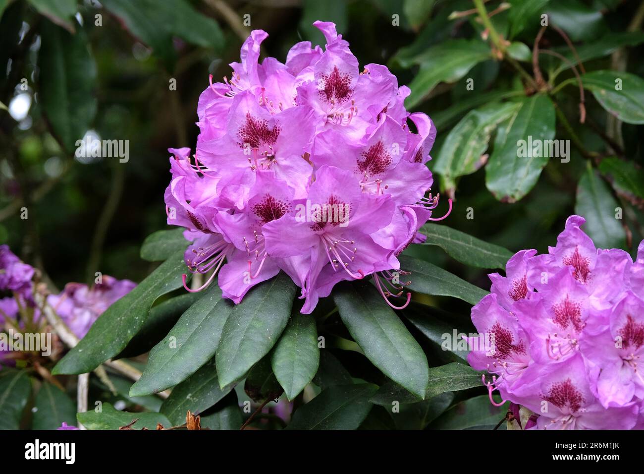 Rhododendron 'Blue Lagoon' in flower Stock Photo - Alamy