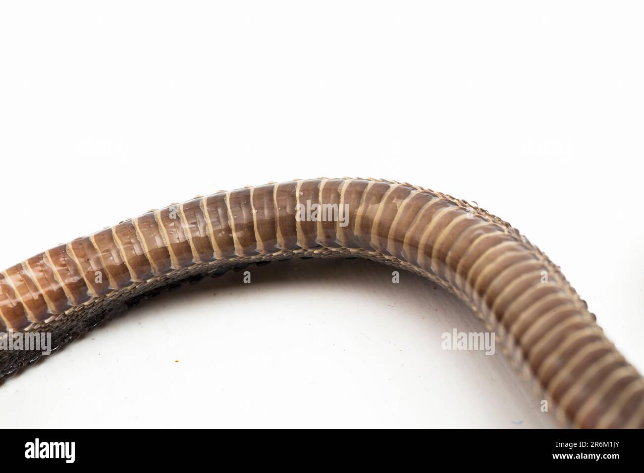 The dragon snake, Javan tubercle snake, Javan mudsnake, or rough-backed ...