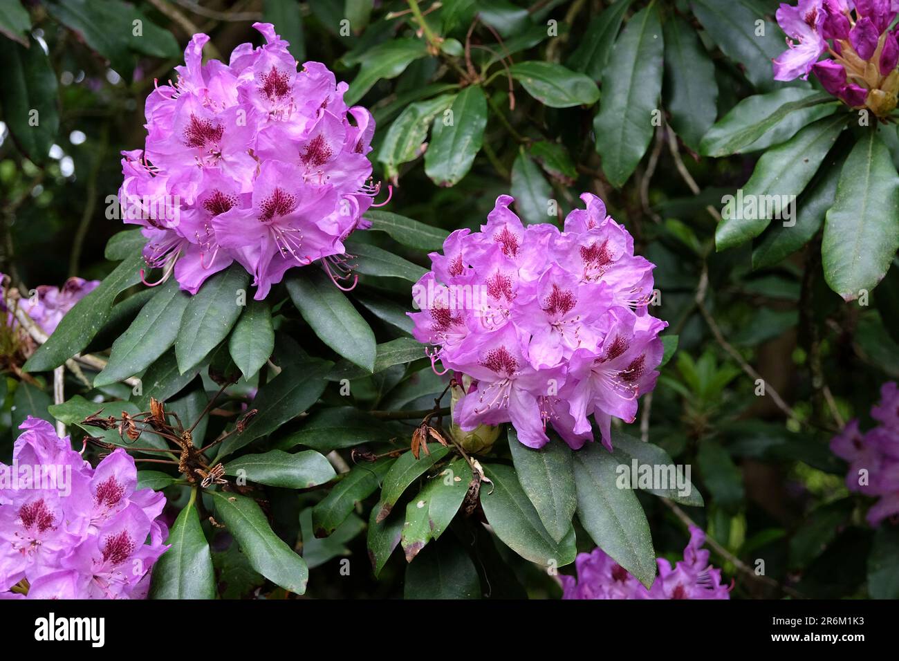 Rhododendron 'Blue Lagoon' in flower Stock Photo - Alamy