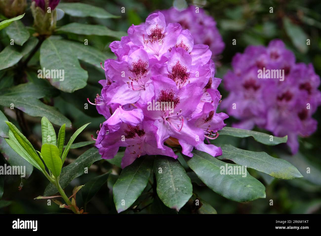 Rhododendron 'Blue Lagoon' in flower Stock Photo - Alamy