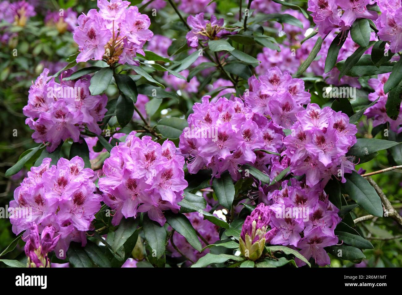 Rhododendron 'Blue Lagoon' in flower Stock Photo - Alamy