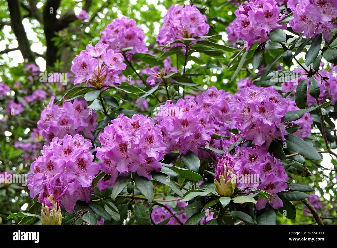 Rhododendron 'Blue Lagoon' in flower Stock Photo - Alamy
