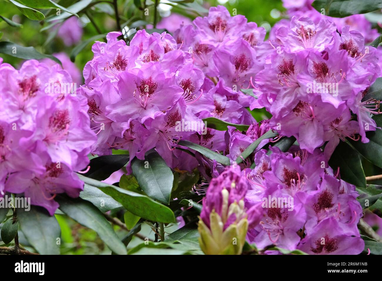 Rhododendron 'Blue Lagoon' in flower Stock Photo - Alamy
