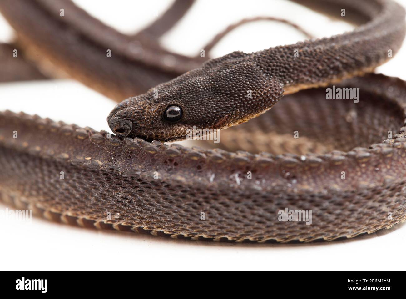 Dragon Snake Xenodermus Javanicus