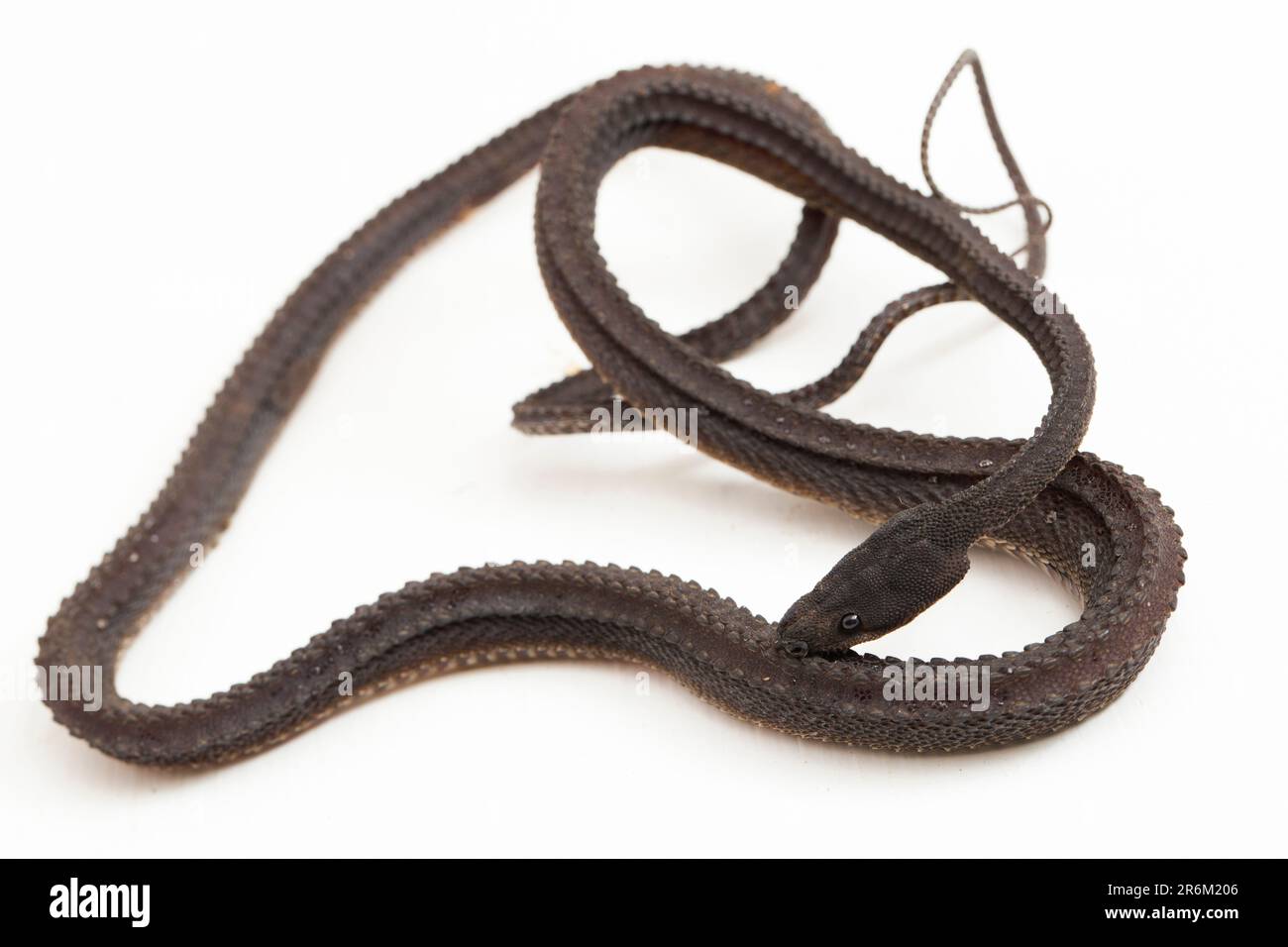 The dragon snake, Javan tubercle snake, Javan mudsnake, or rough-backed ...