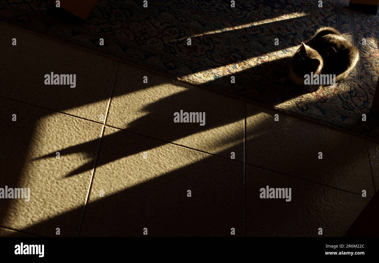 Shadow of a cat hi-res stock photography and images - Alamy