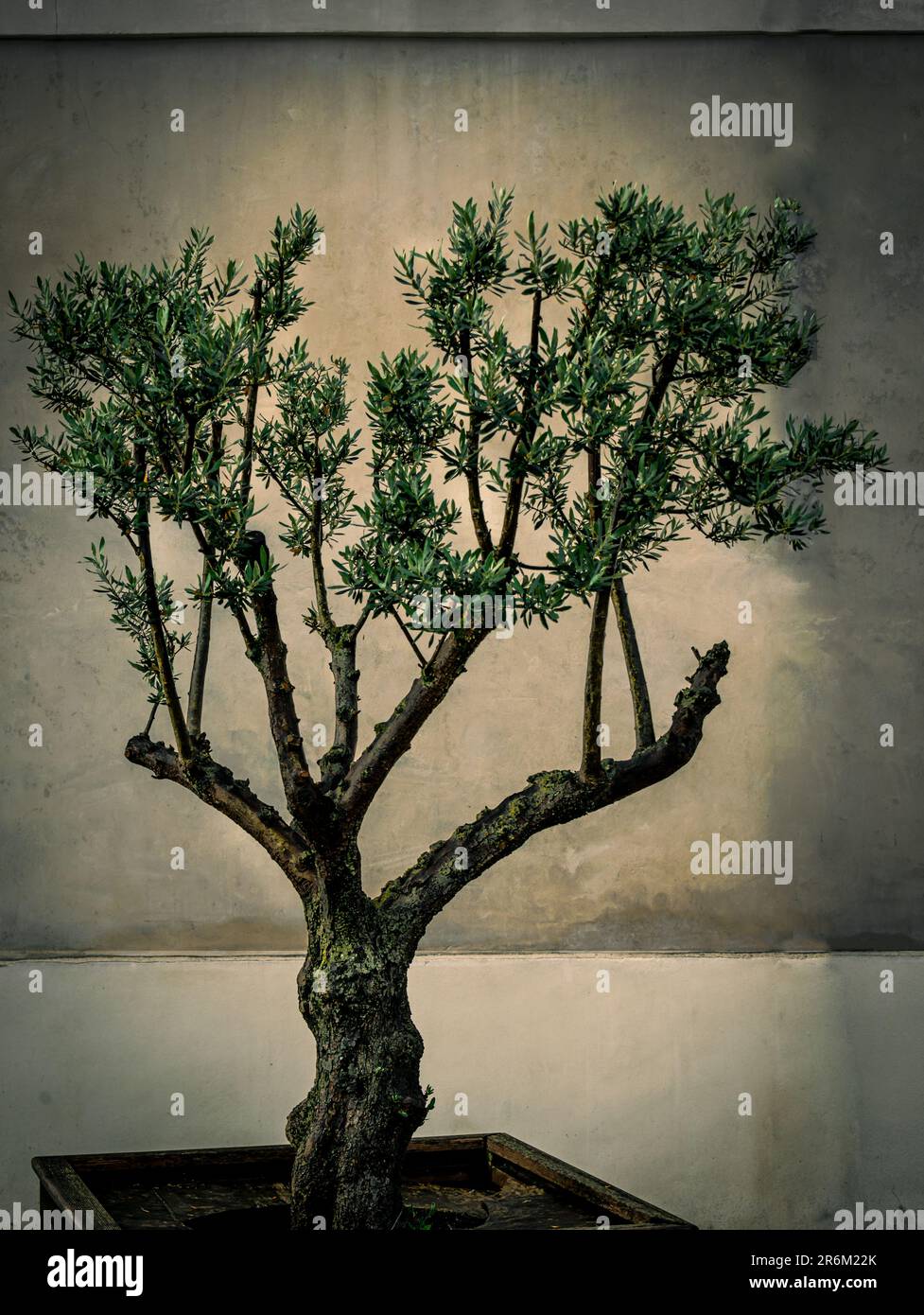 Olive tree pot hi-res stock photography and images - Alamy